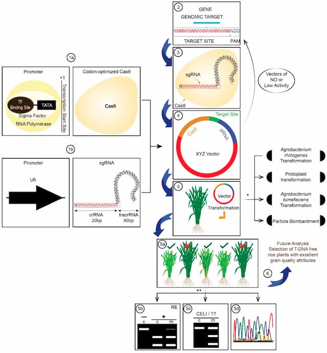 author | DNA Sequencing Application in Crop Sciences | Elio Academy